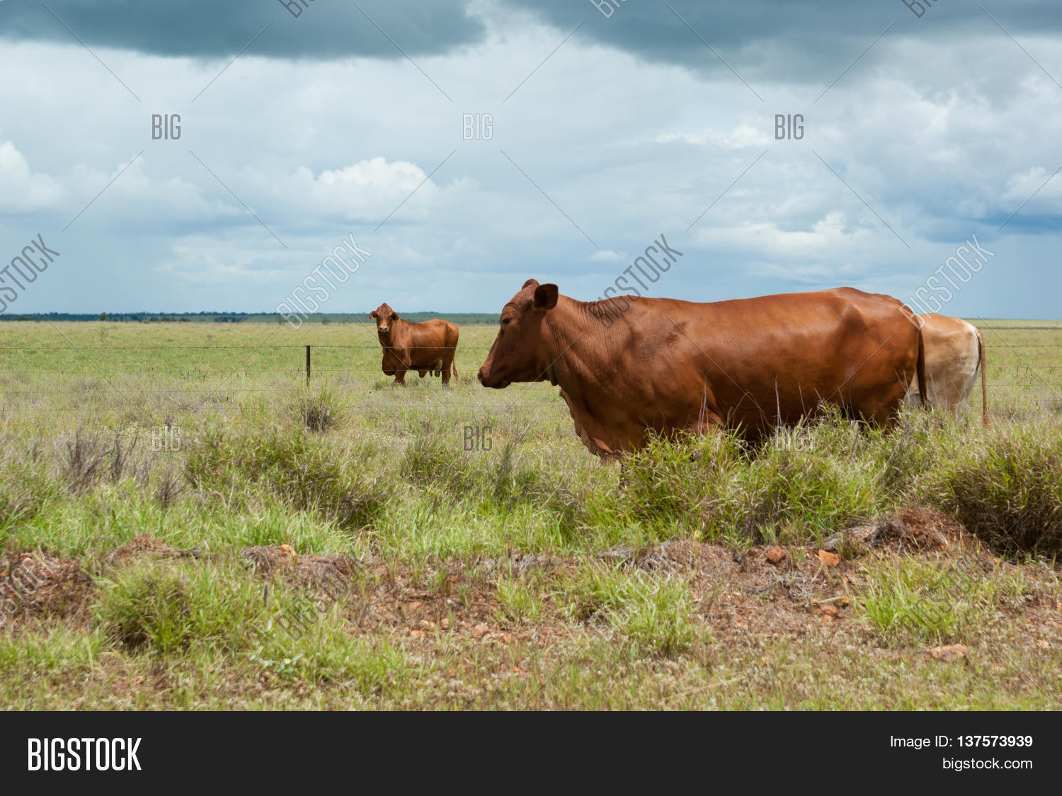 Cattle On Outback Image & Photo (Free Trial) | Bigstock