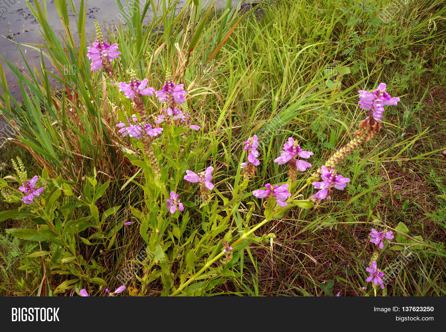 False Dragonhead Image & Photo (Free Trial) | Bigstock
