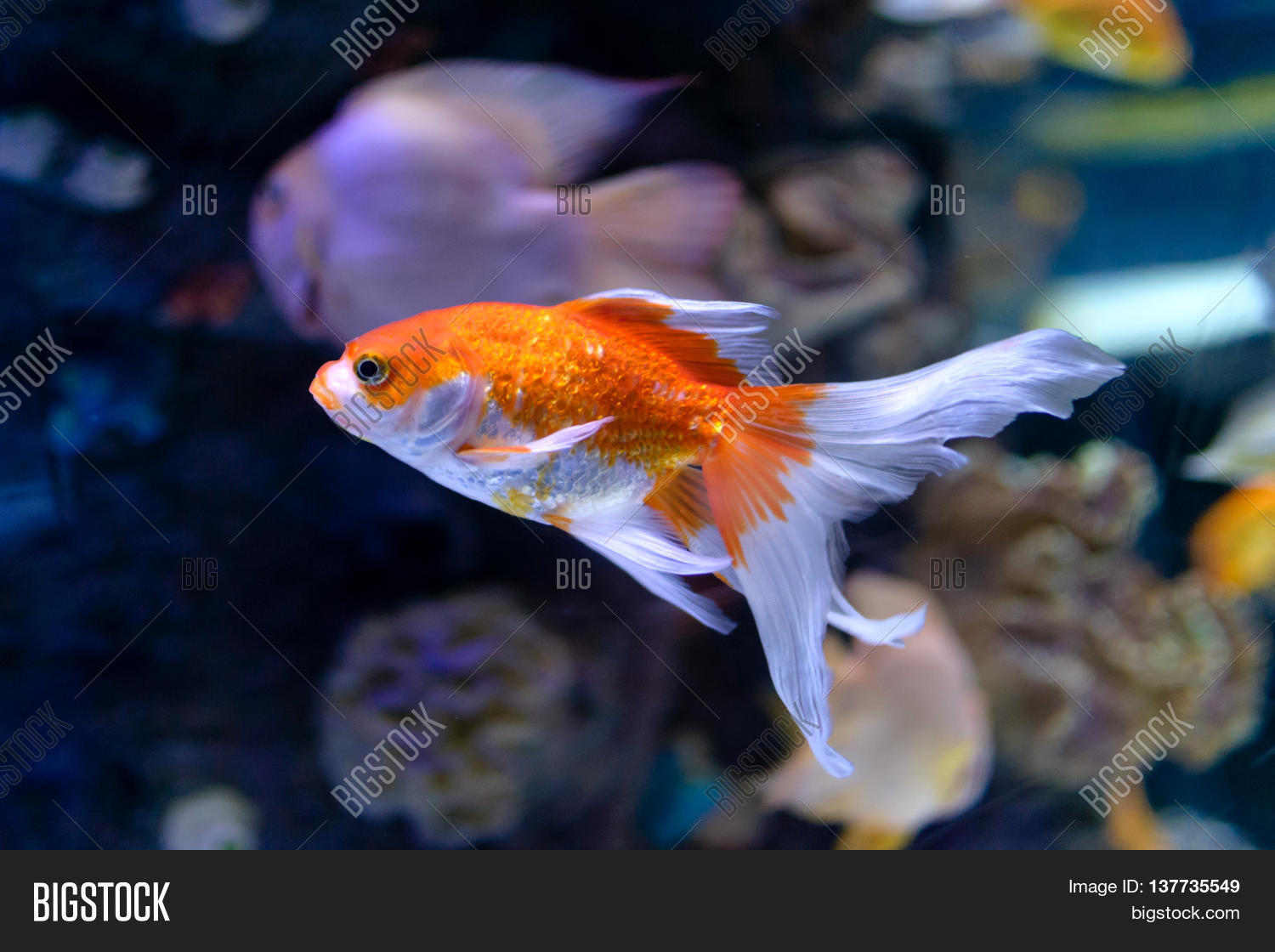 Gold Fish Swimming Image & Photo (Free Trial) | Bigstock