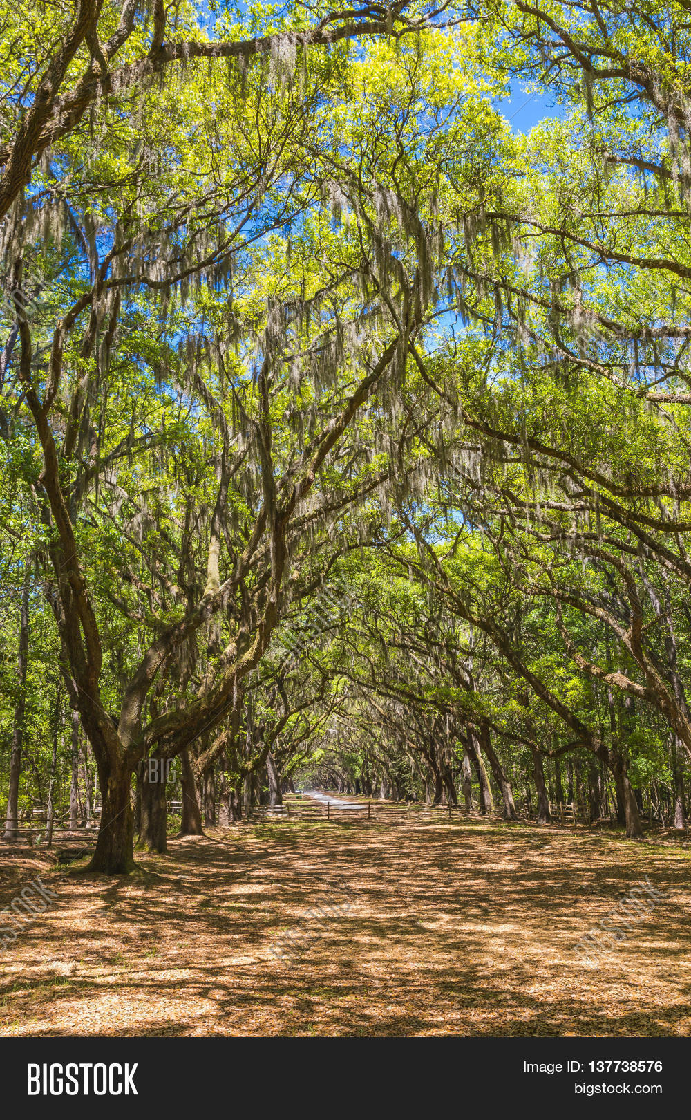 Canopy Old Live Oak Image & Photo (Free Trial) | Bigstock