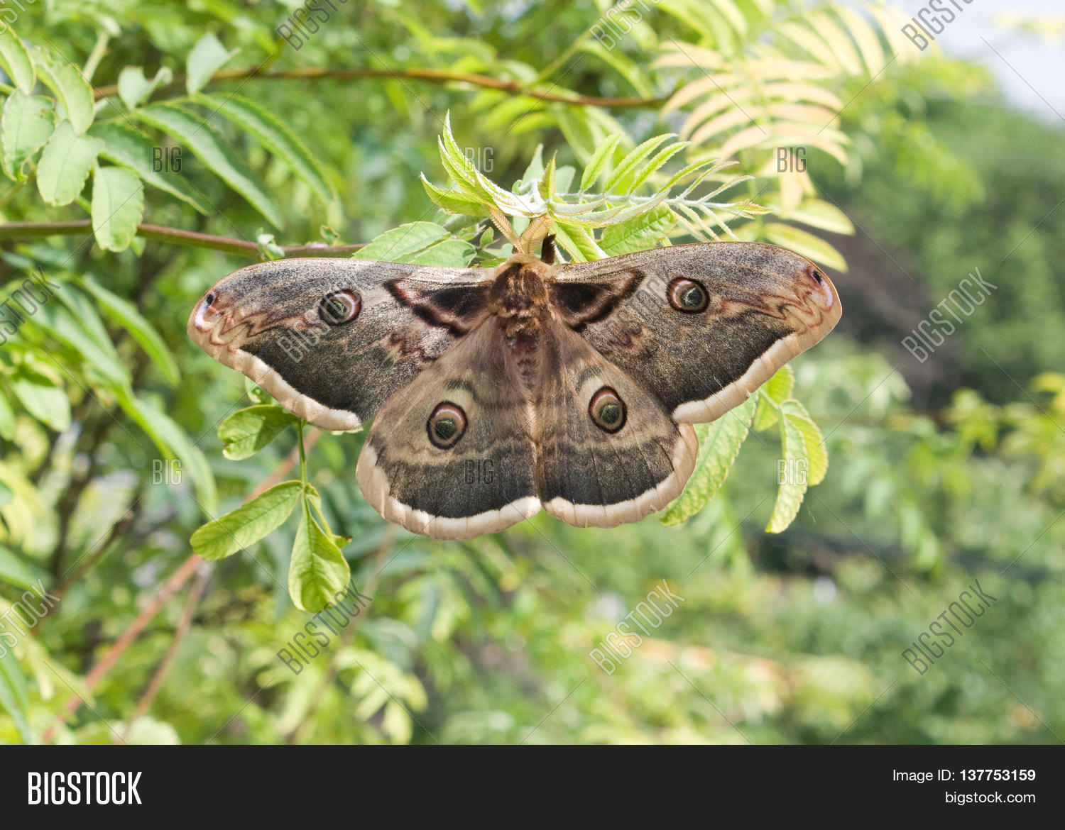 Saturnia Pyri, Giant Image & Photo (Free Trial) | Bigstock