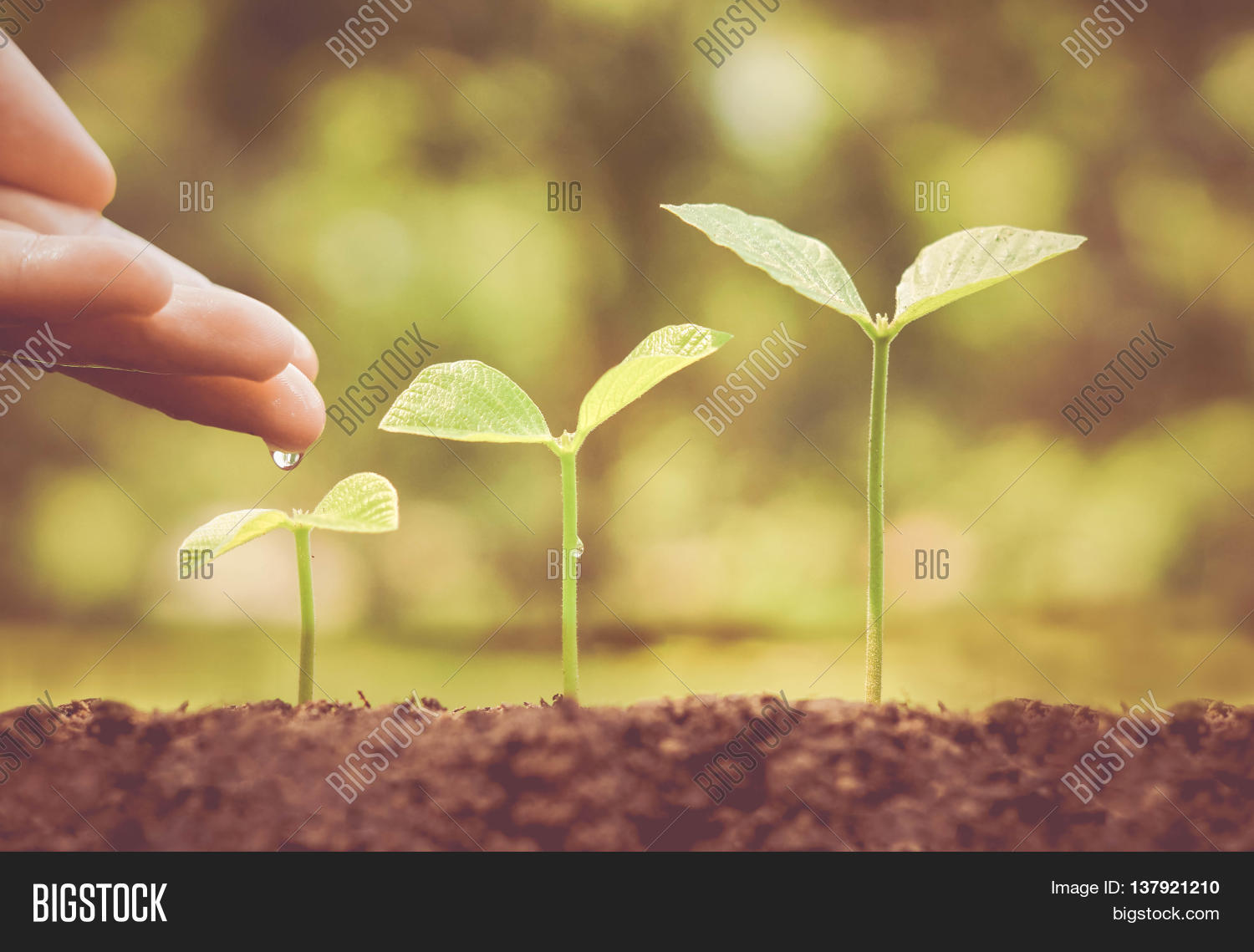 Hand Nurturing Image & Photo (Free Trial) | Bigstock