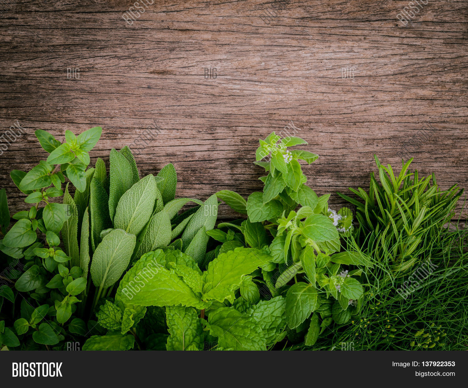 Various Aromatic Herbs Image & Photo (Free Trial) | Bigstock