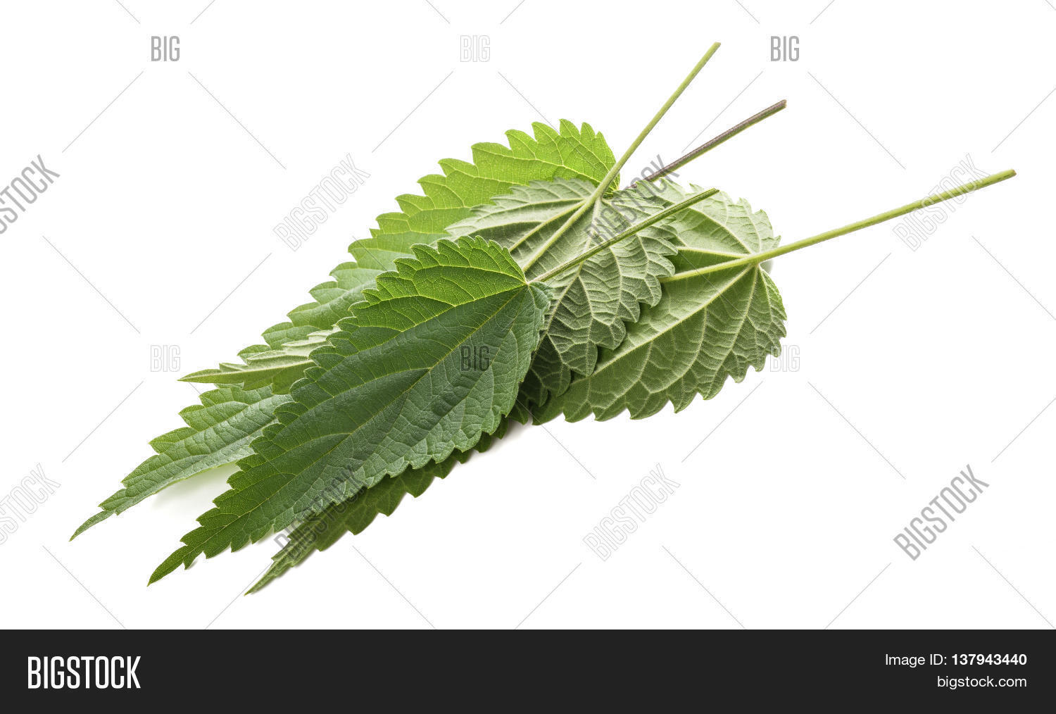 Nettle Leaves Isolated Image & Photo (Free Trial) | Bigstock