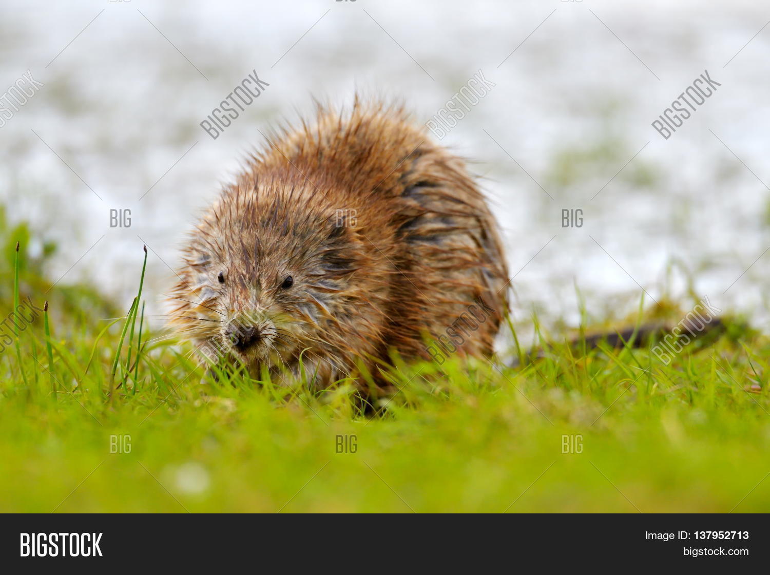 Muskrat (Ondatra Image & Photo (Free Trial) | Bigstock