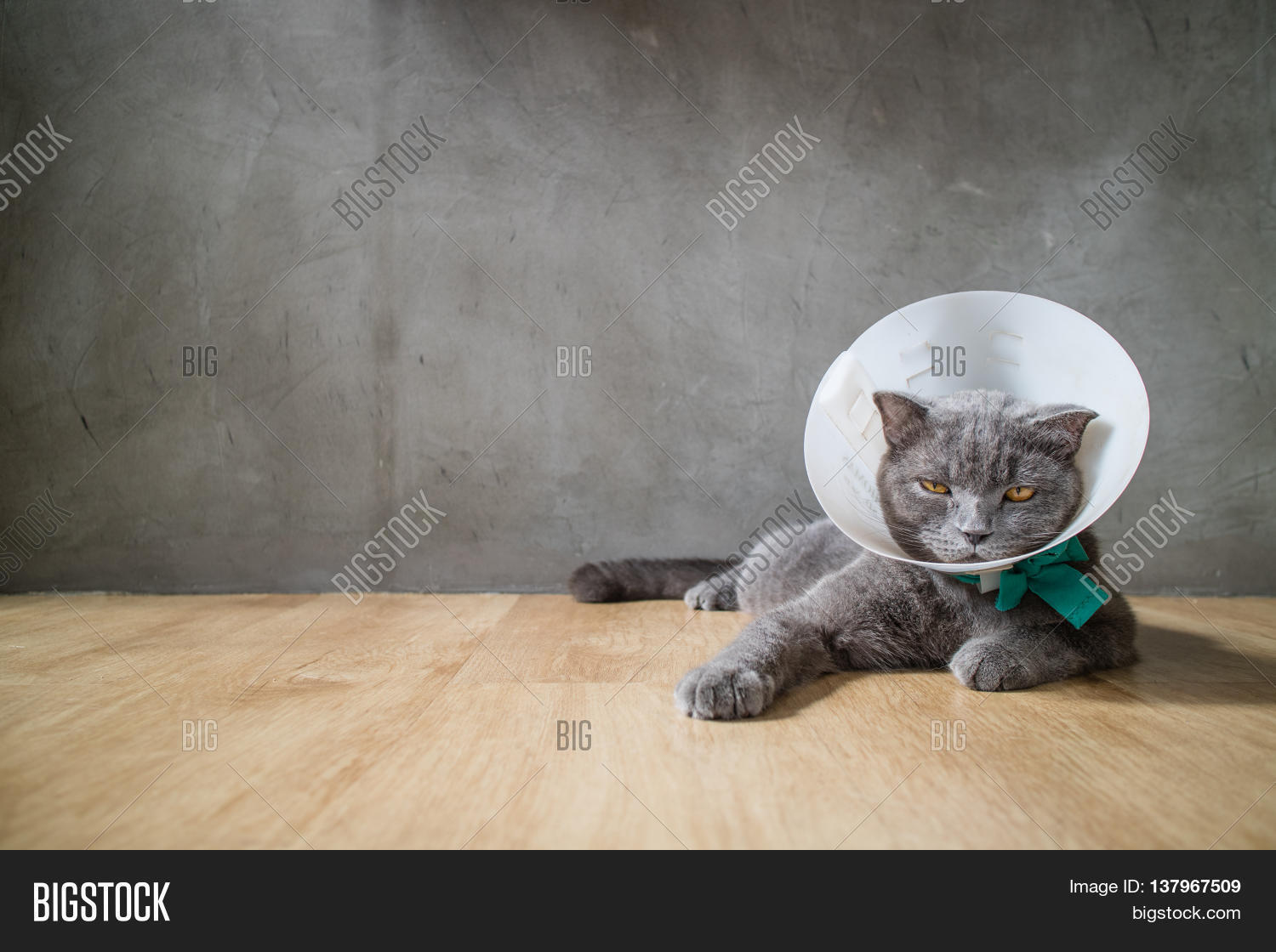 Sick Cat Funnel Cone Image & Photo (Free Trial) | Bigstock