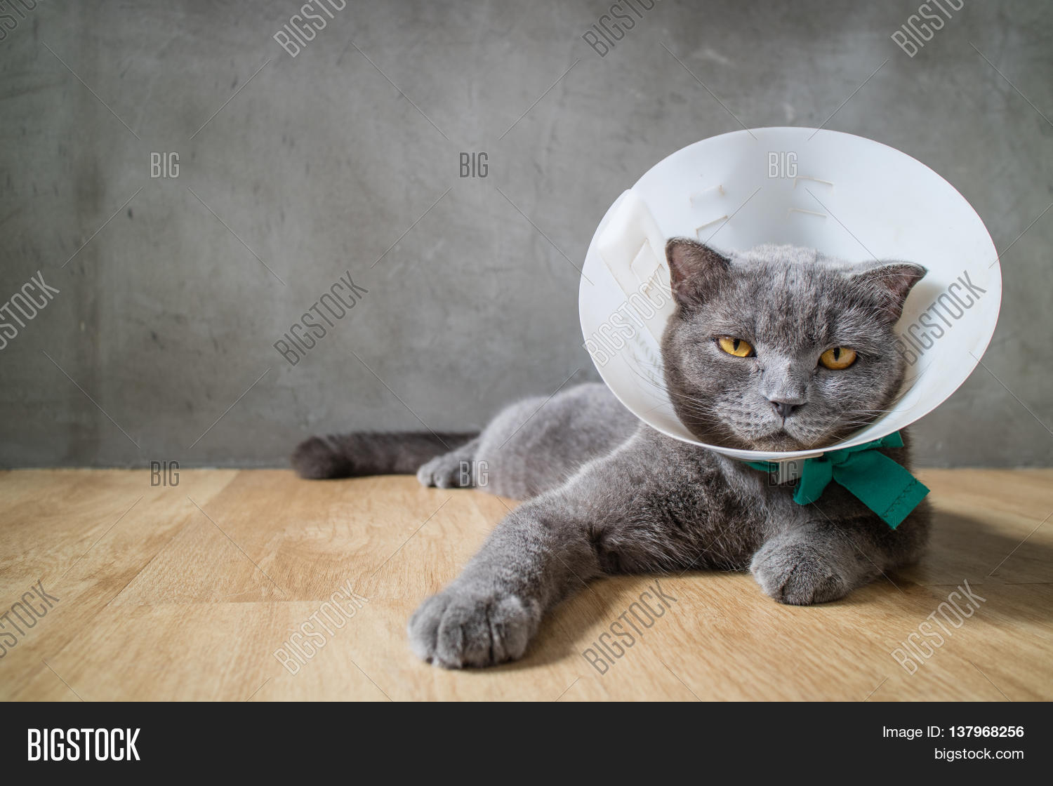 Sick Cat Funnel Cone Image & Photo (Free Trial) | Bigstock