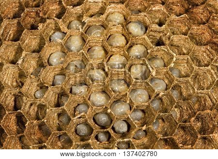 Inside Wasp Nest Image & Photo (Free Trial) | Bigstock