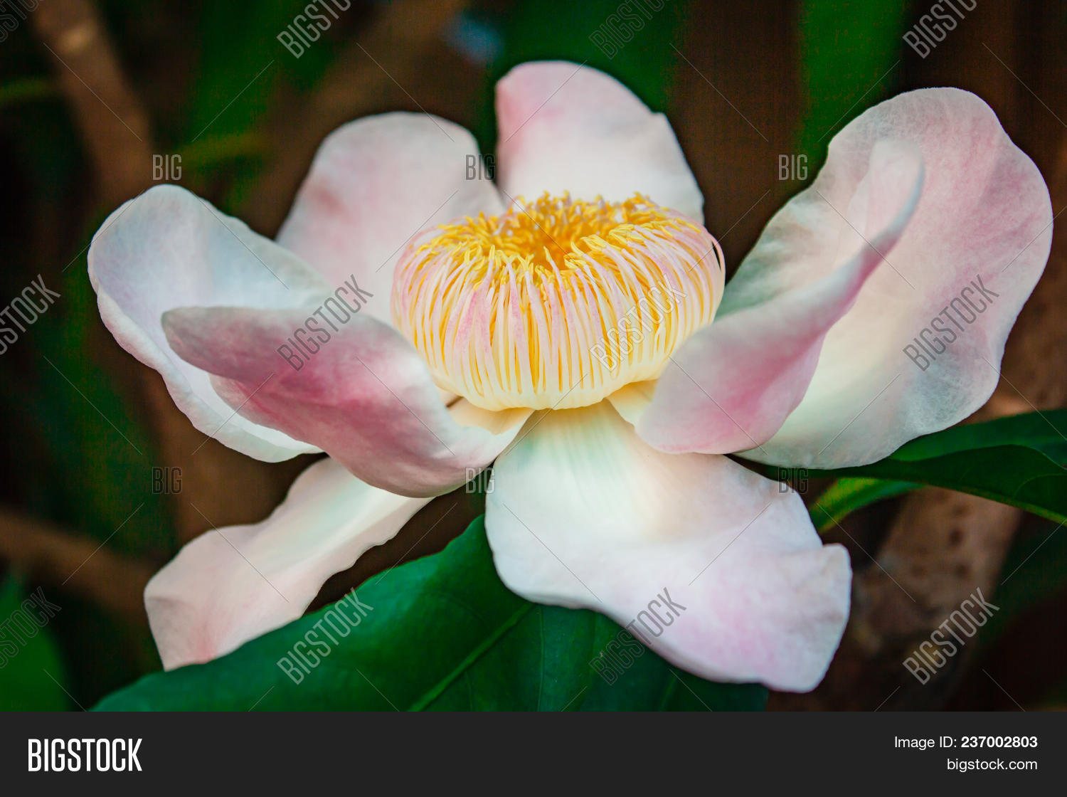 Gustavia Gracillima, Image & Photo (Free Trial) | Bigstock