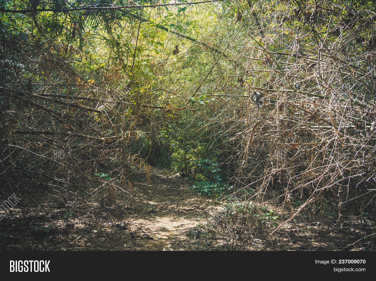 Gray Bush Dry Thorns. Image & Photo (Free Trial) | Bigstock