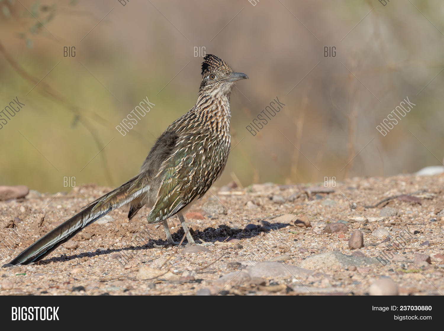 Cute Roadrunner Image & Photo (Free Trial) | Bigstock