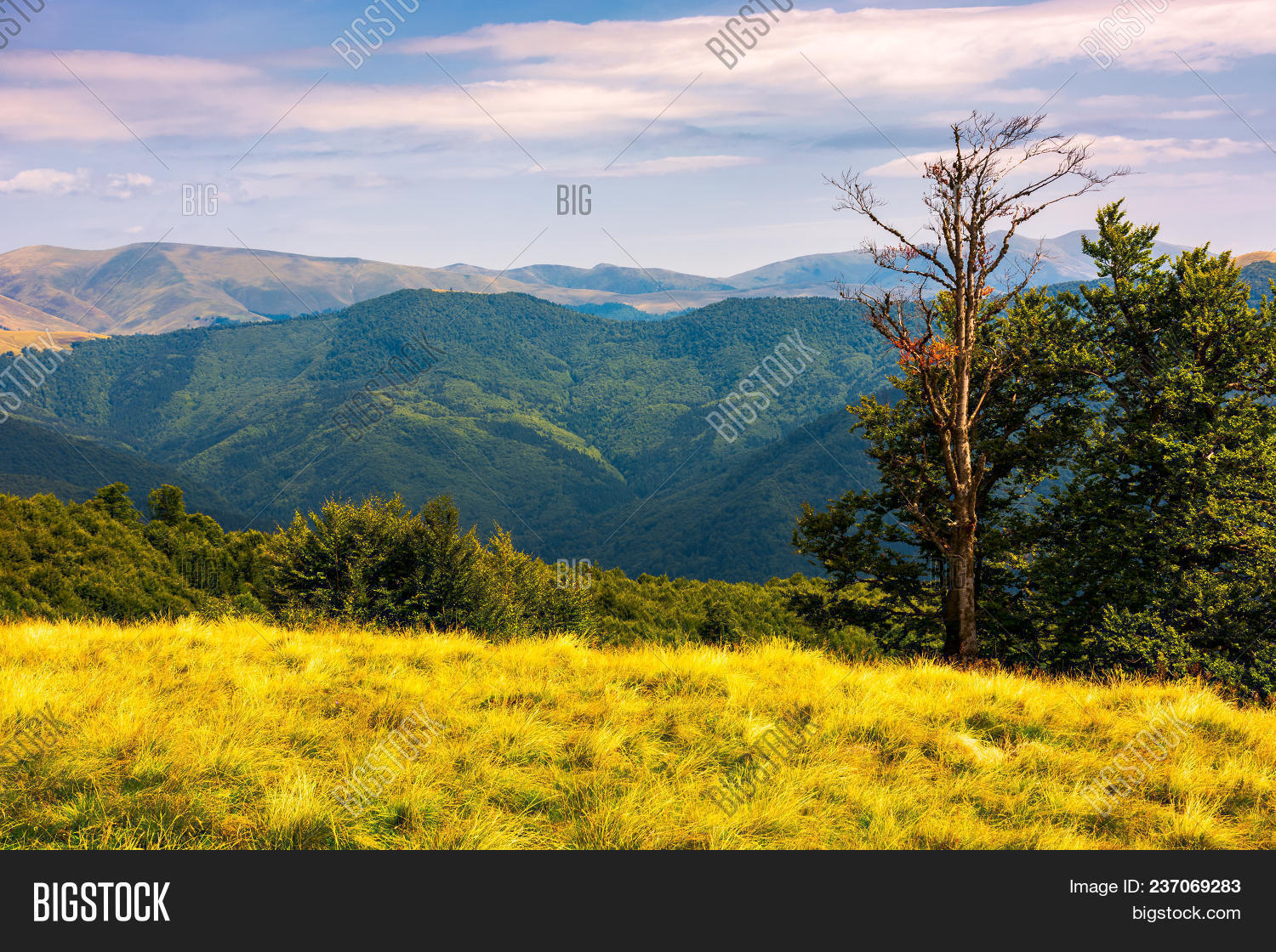 Trees On Hillside Image & Photo (Free Trial) | Bigstock