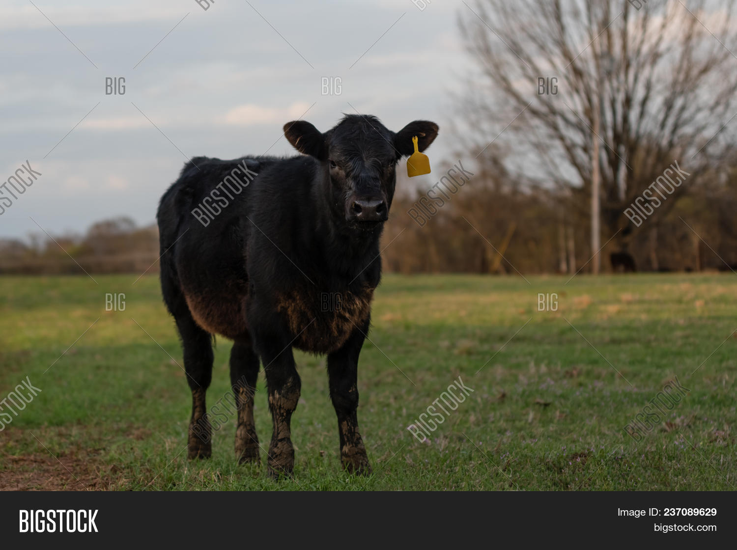 Muddy Black Angus Calf Image & Photo (Free Trial) | Bigstock
