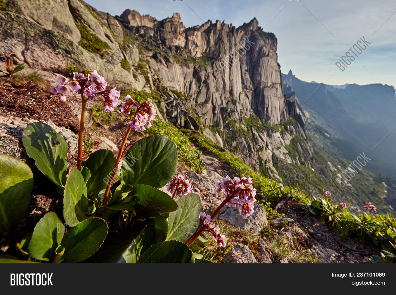Mountain Stream With Flowers