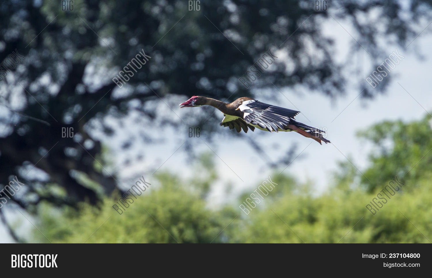 Spur-winged Goose Image & Photo (Free Trial) | Bigstock