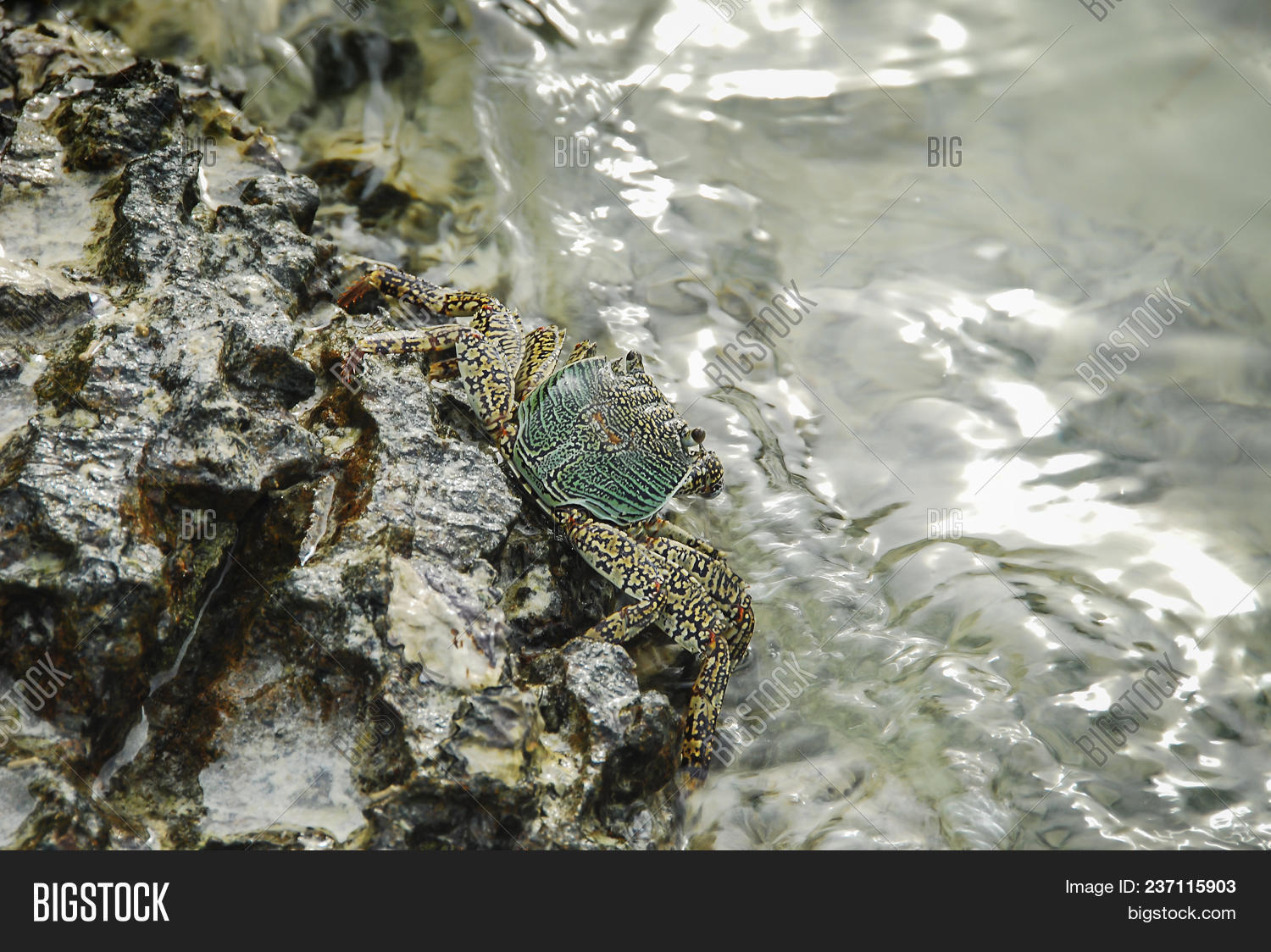 Colorful Crab Decapods Image & Photo (Free Trial) | Bigstock