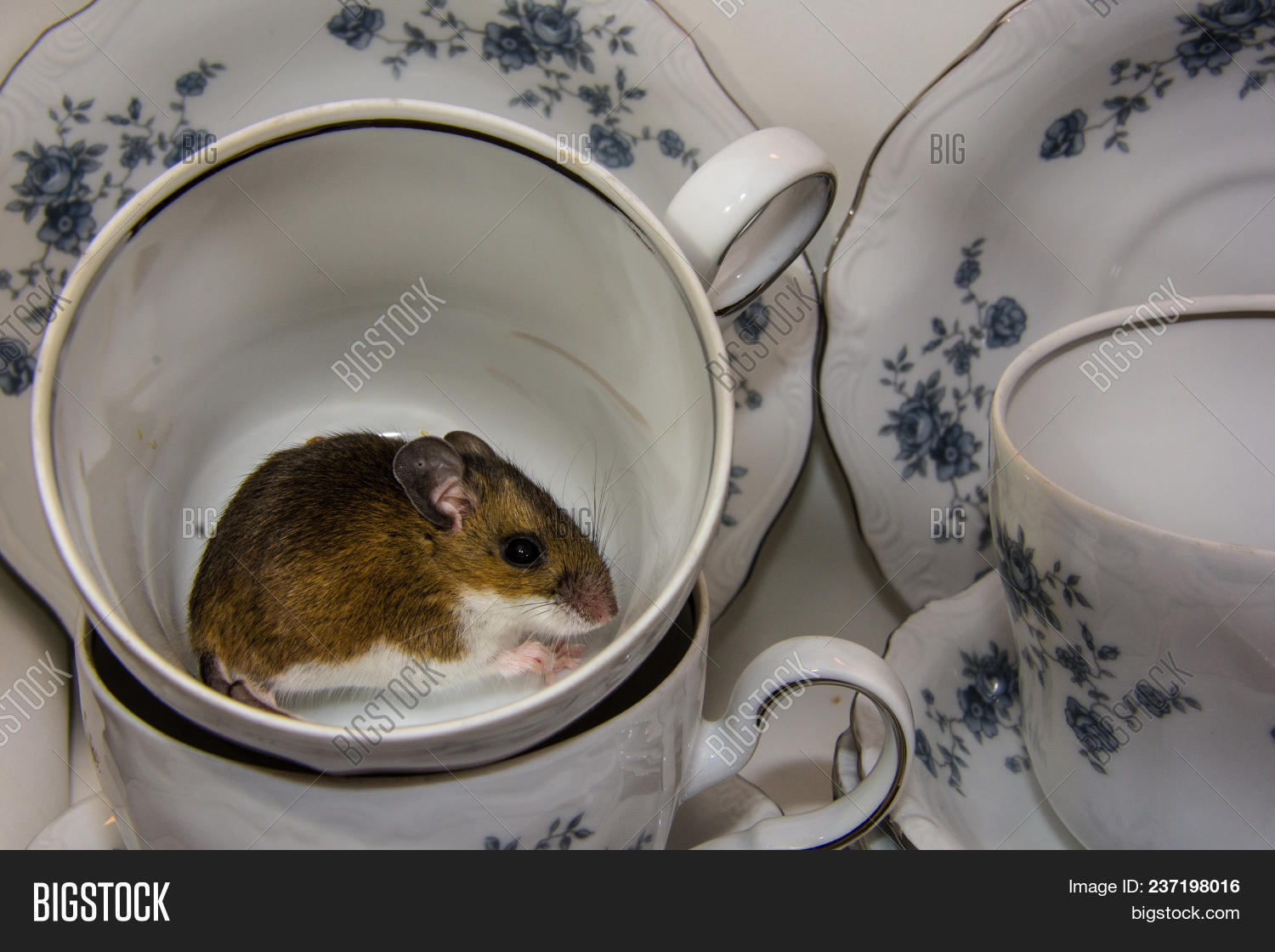 Wild Brown House Mouse Image & Photo (Free Trial) | Bigstock