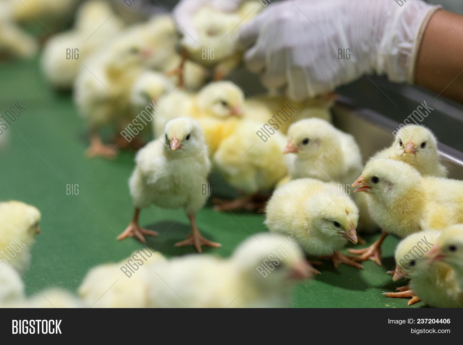 Baby Chicken Just Born Image & Photo (Free Trial) | Bigstock