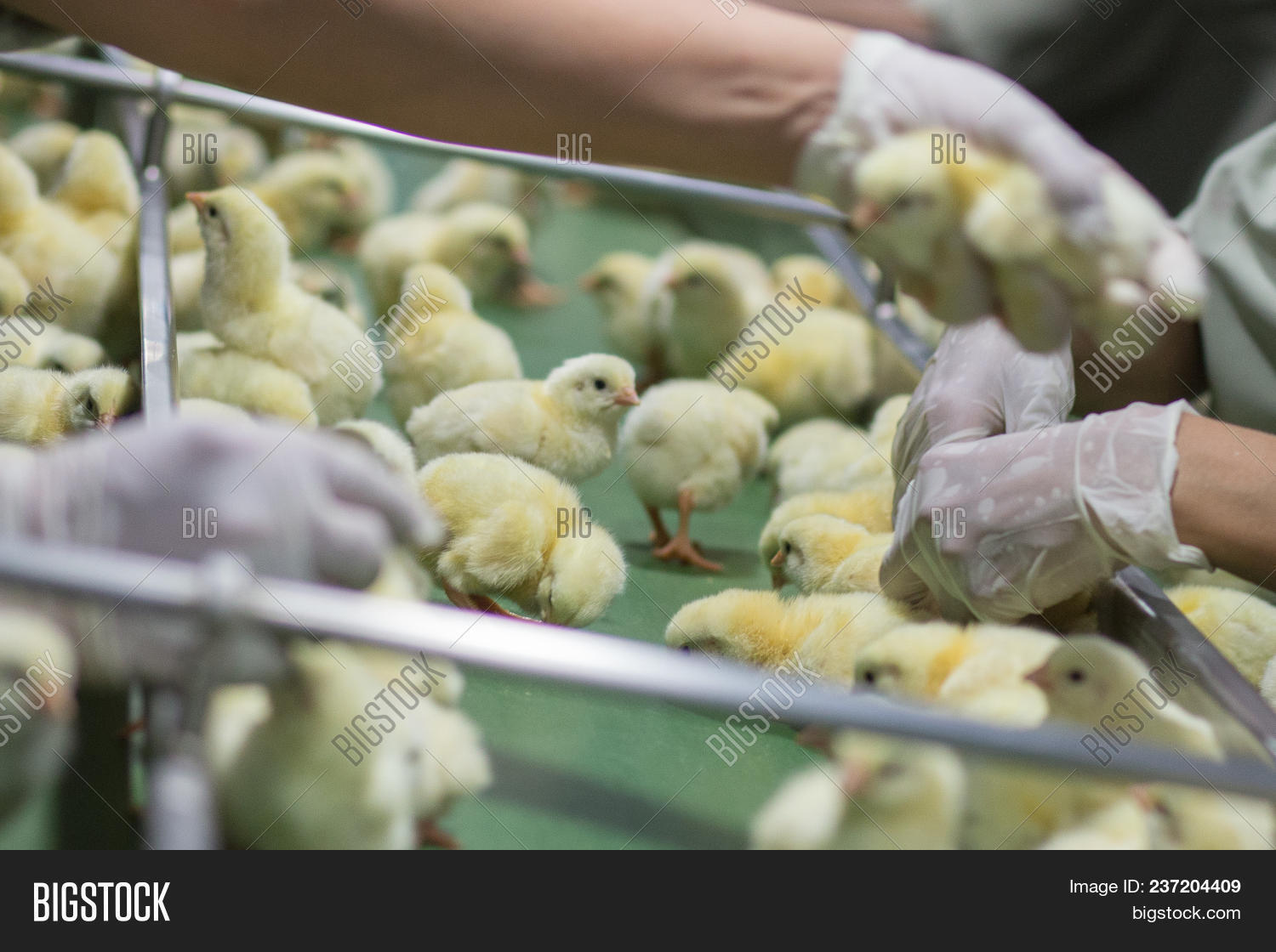Baby Chicken Just Born Image & Photo (Free Trial) | Bigstock