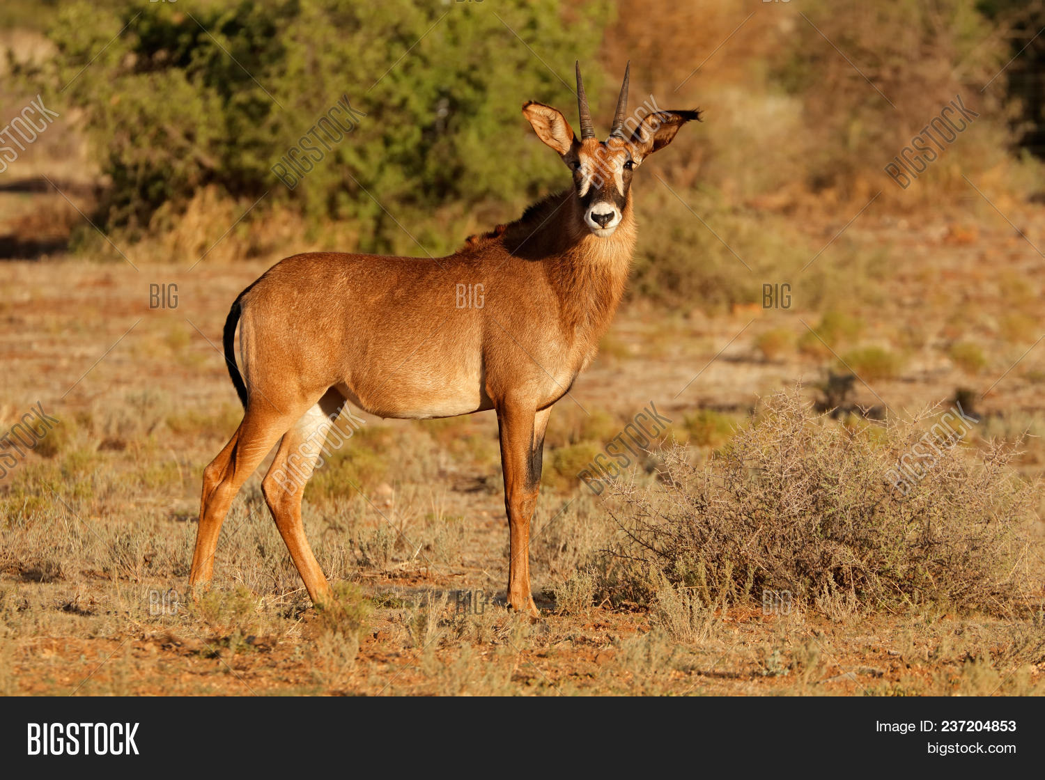 Rare Roan Antelope ( Image & Photo (Free Trial) | Bigstock