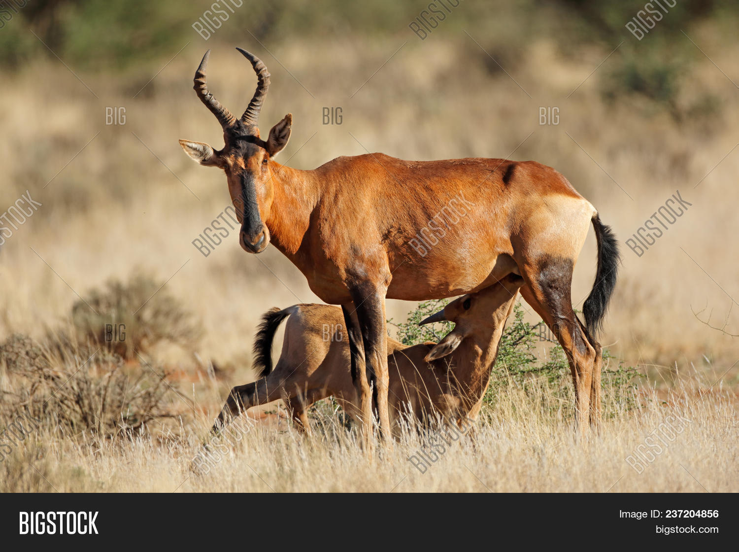 Red Hartebeest Image & Photo (Free Trial) | Bigstock