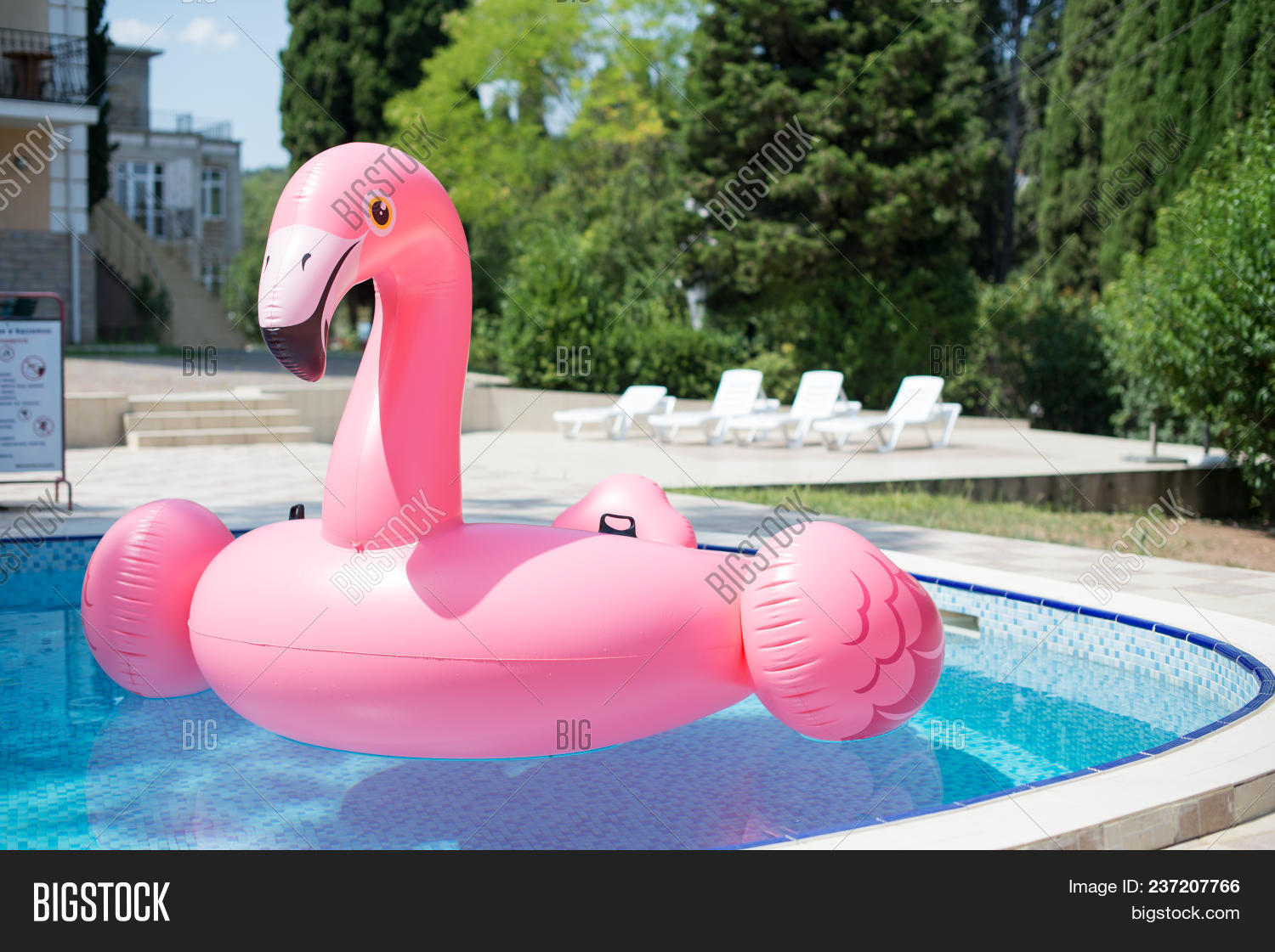 Pink Flamingo Swimming Image & Photo (Free Trial) | Bigstock