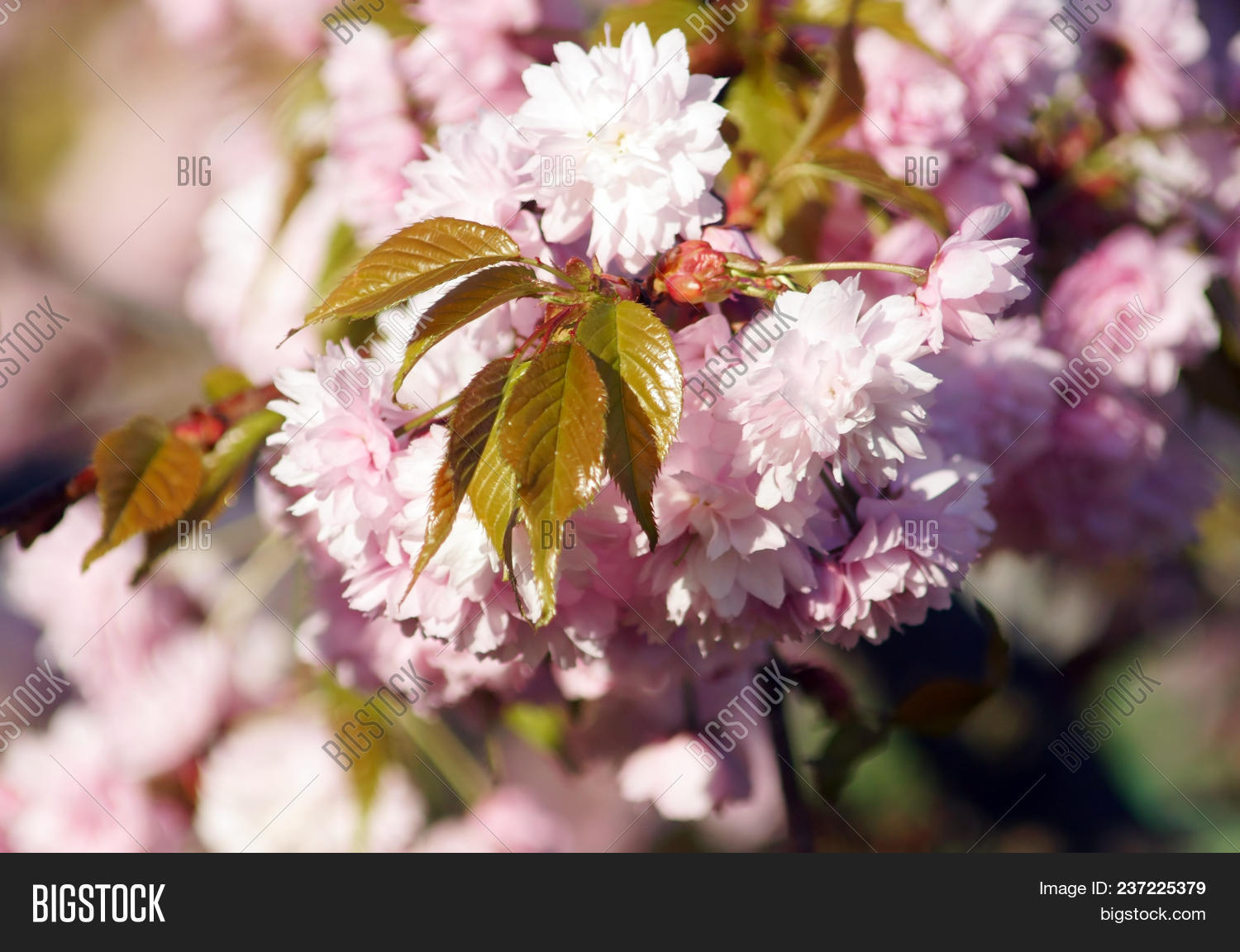 Spring Blooming Sakura Image & Photo (Free Trial) | Bigstock