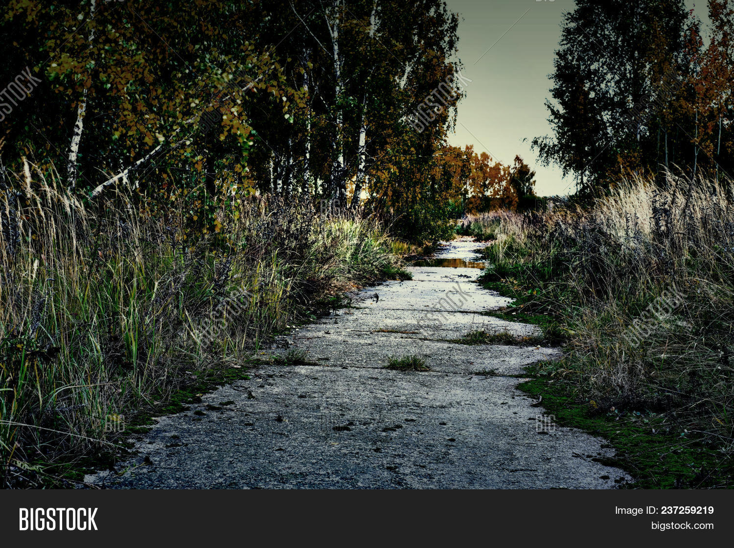 Wet Path Beautiful Image & Photo (Free Trial) | Bigstock