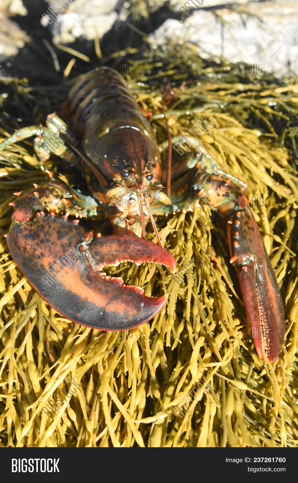 Beautiful Red Lobster Image & Photo (Free Trial) | Bigstock