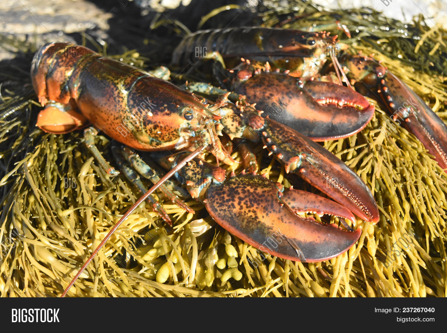 Pretty Red Lobsters Image & Photo (Free Trial) | Bigstock