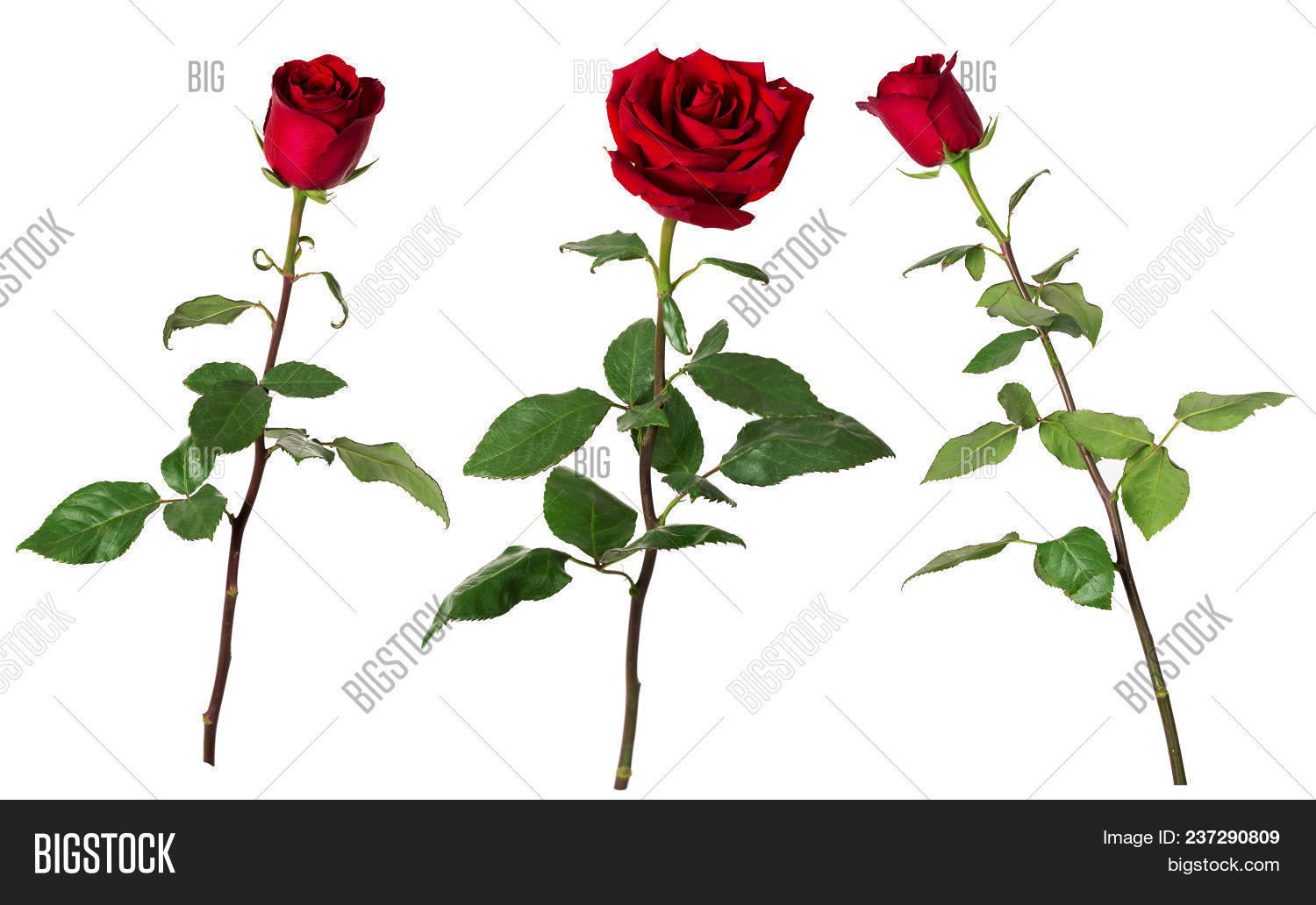 Set Three Beautiful Image & Photo (Free Trial) | Bigstock