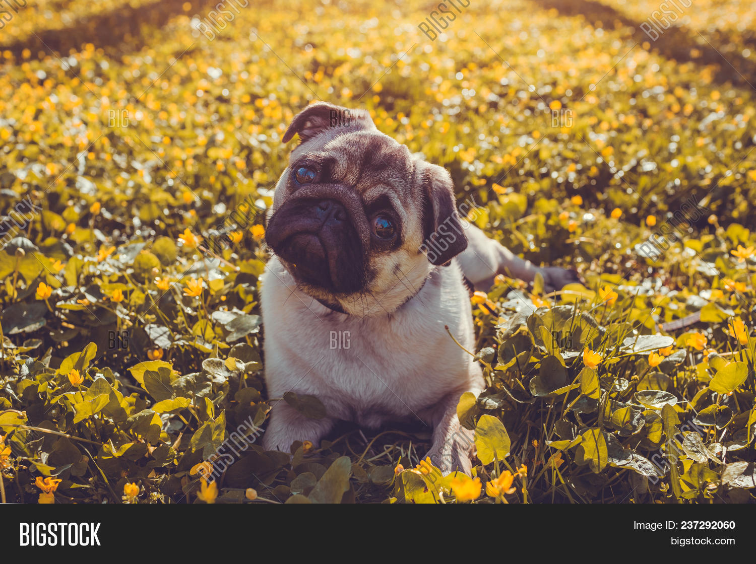 Pug Dog Walking Spring Image & Photo (Free Trial) | Bigstock