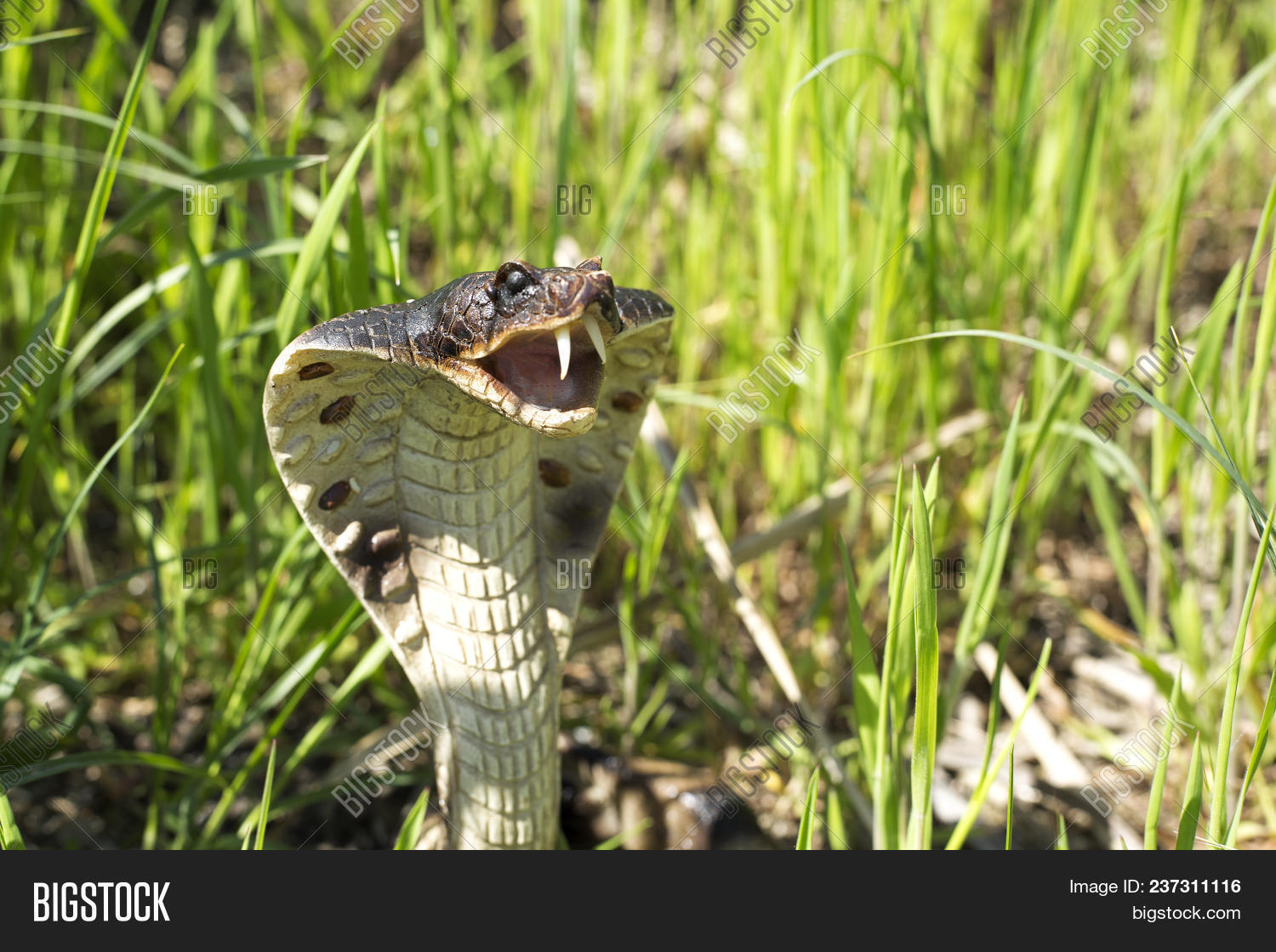 Royal Cobra Grass Image & Photo (Free Trial) | Bigstock
