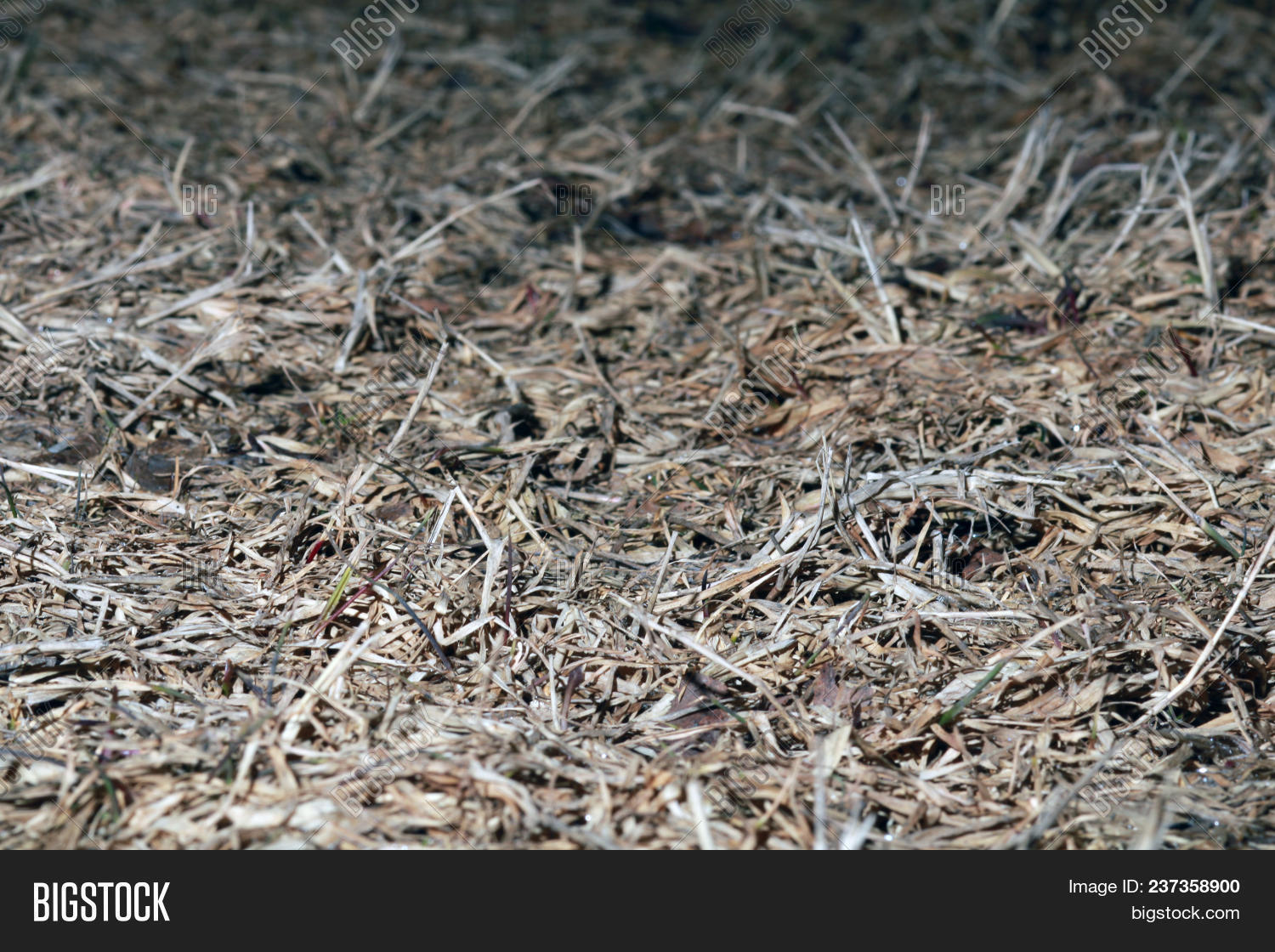 Hay Texture. Dry Grass Image & Photo (Free Trial) | Bigstock