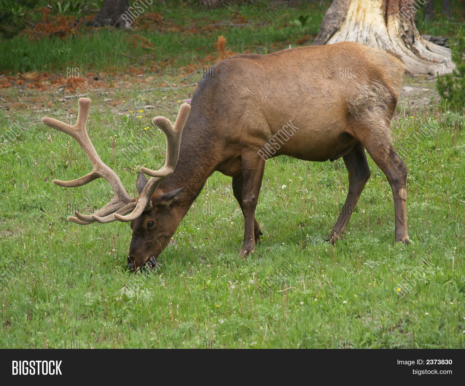 Bull Elk Image & Photo (Free Trial) | Bigstock