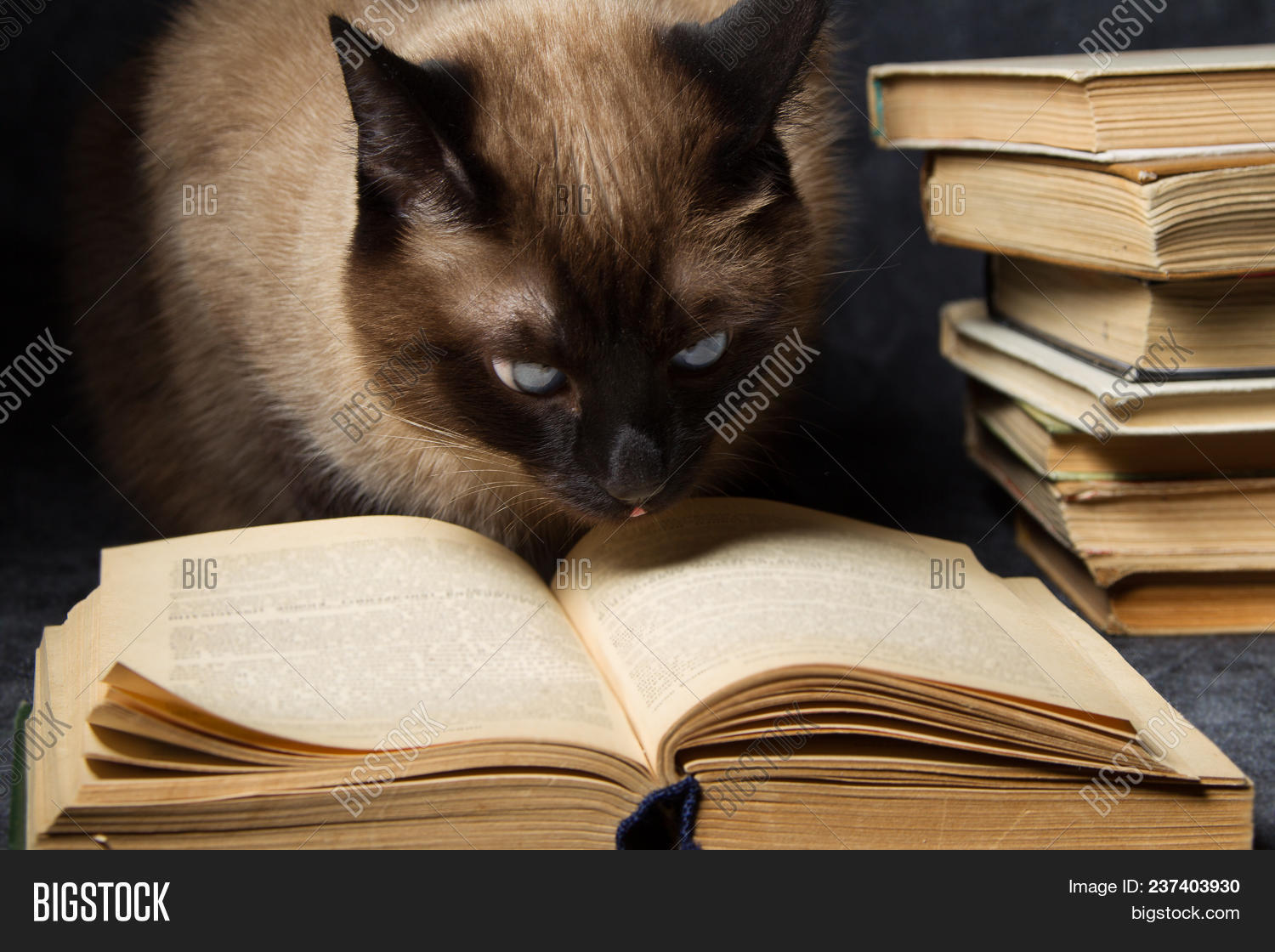 Cat Reads Book.siamese Image & Photo (Free Trial) | Bigstock