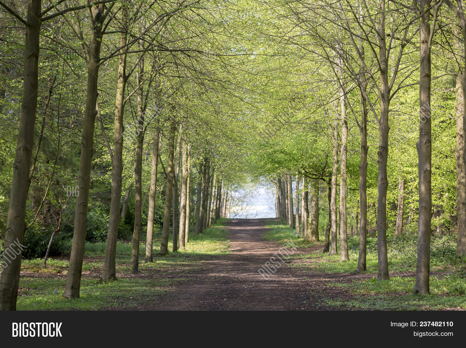 Footpath Through Green Image & Photo (Free Trial) | Bigstock