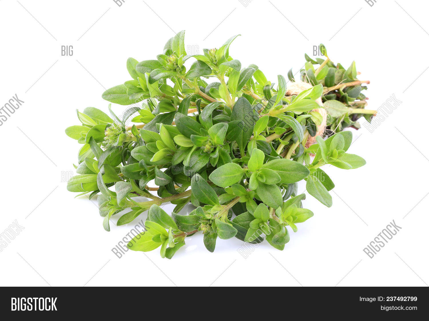 Fresh Thyme Close Image & Photo (Free Trial) | Bigstock