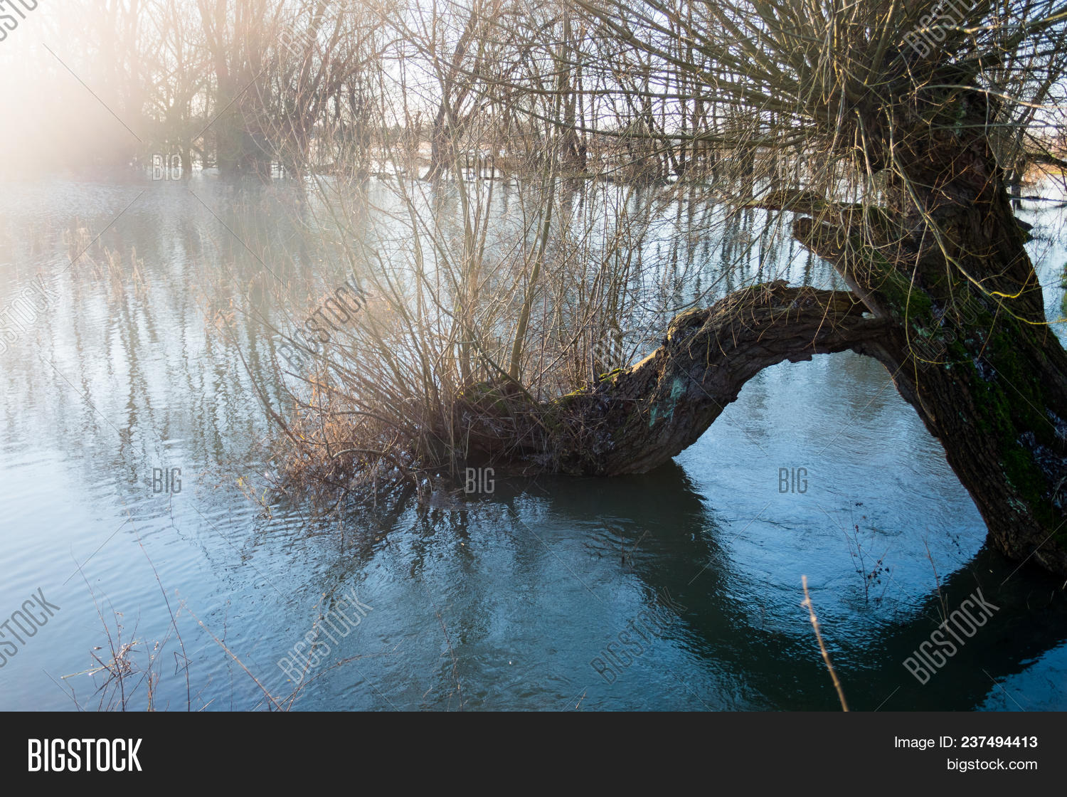 Tree Water Overflow Image & Photo (Free Trial) | Bigstock
