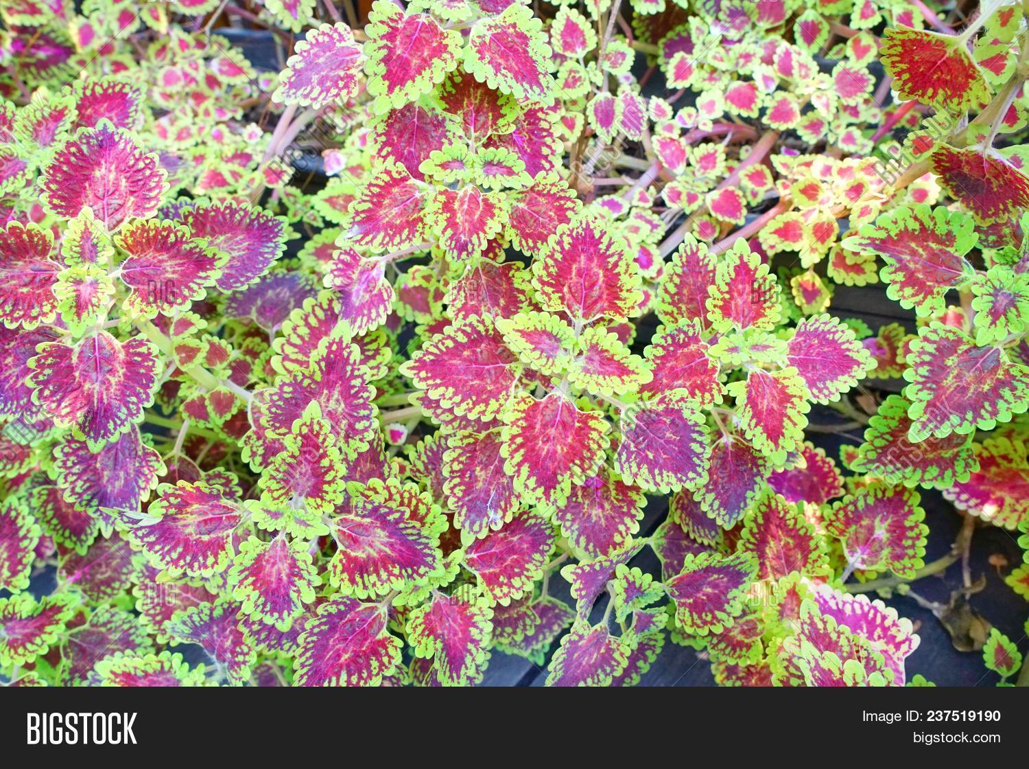 Coleus Blumei Plant Image & Photo (Free Trial) | Bigstock