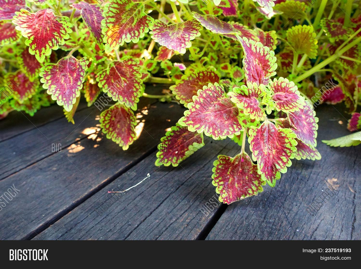 Coleus Blumei Plant Image & Photo (Free Trial) | Bigstock
