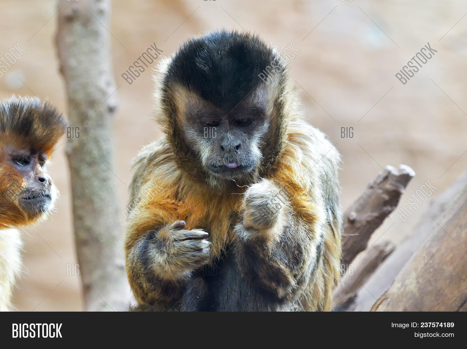Tufted Capuchin, Known Image & Photo (Free Trial) | Bigstock
