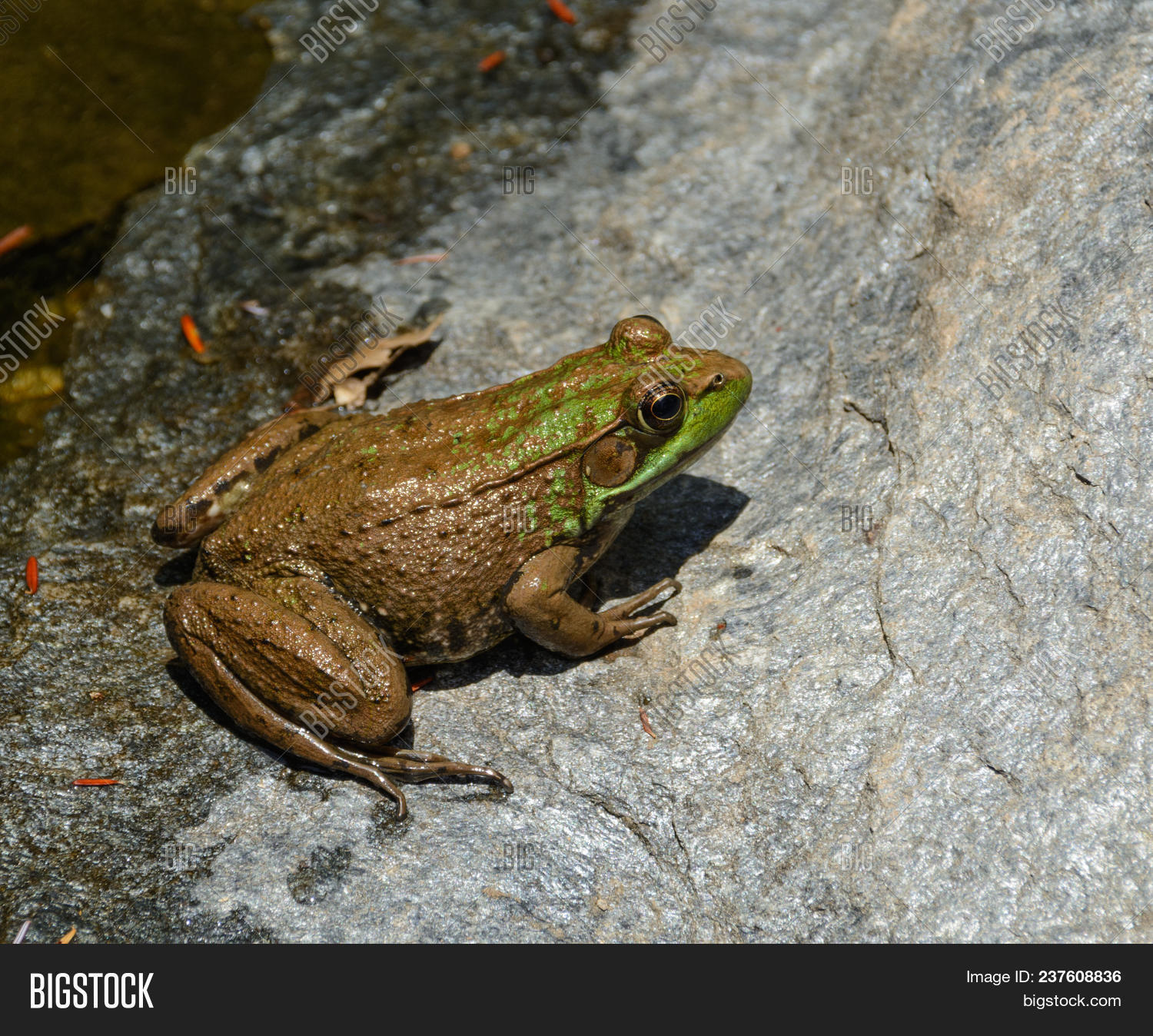 Northen Green Frog ( Image & Photo (Free Trial) | Bigstock