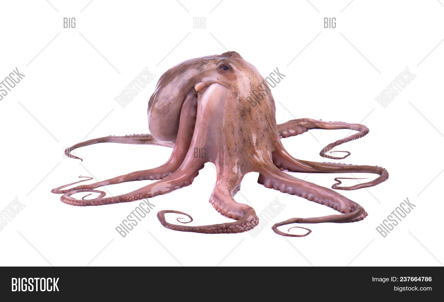 Fresh Octopus Isolated Image & Photo (Free Trial) | Bigstock
