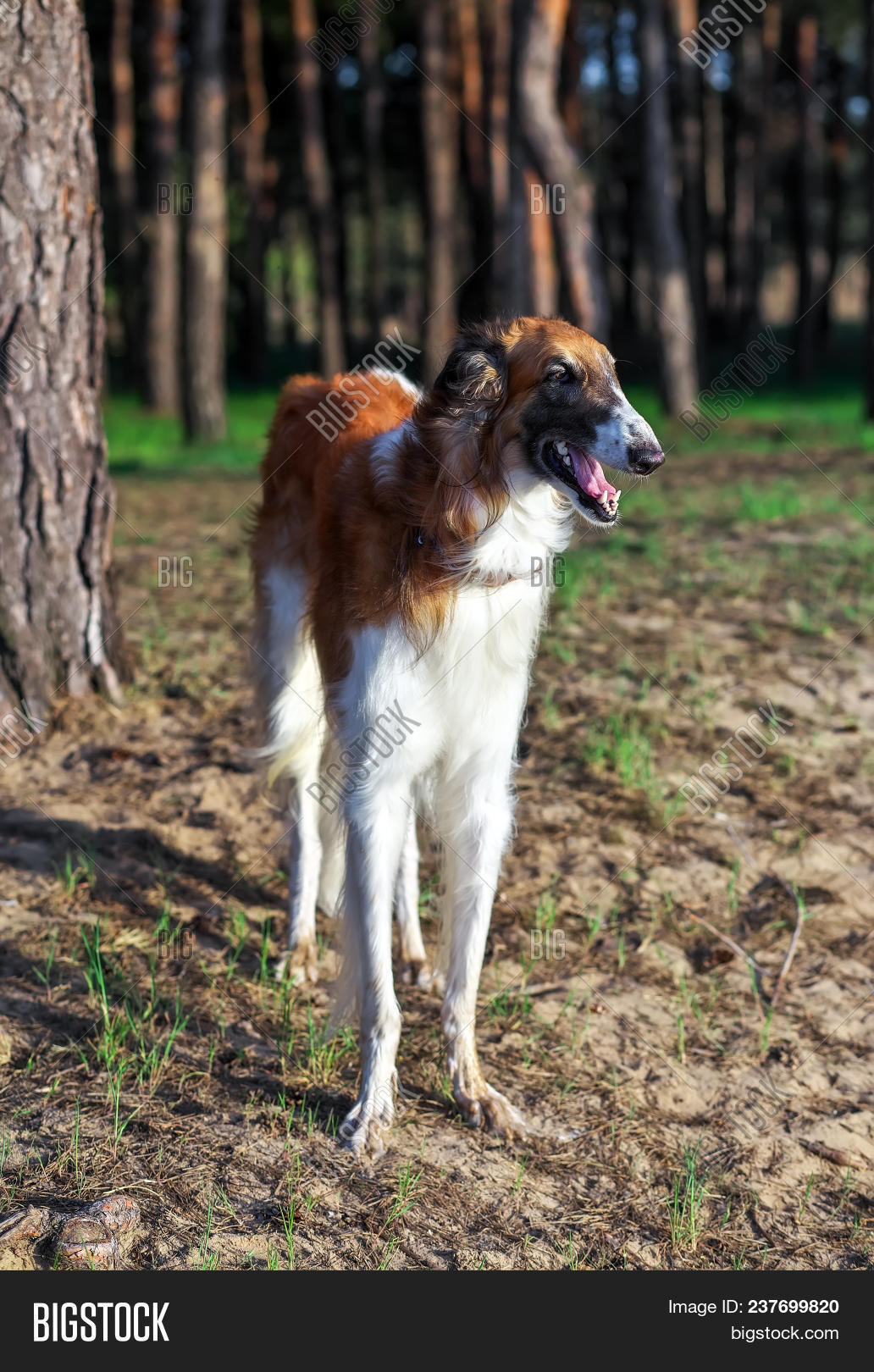 Russian Wolfhound Dog Image & Photo (Free Trial) | Bigstock