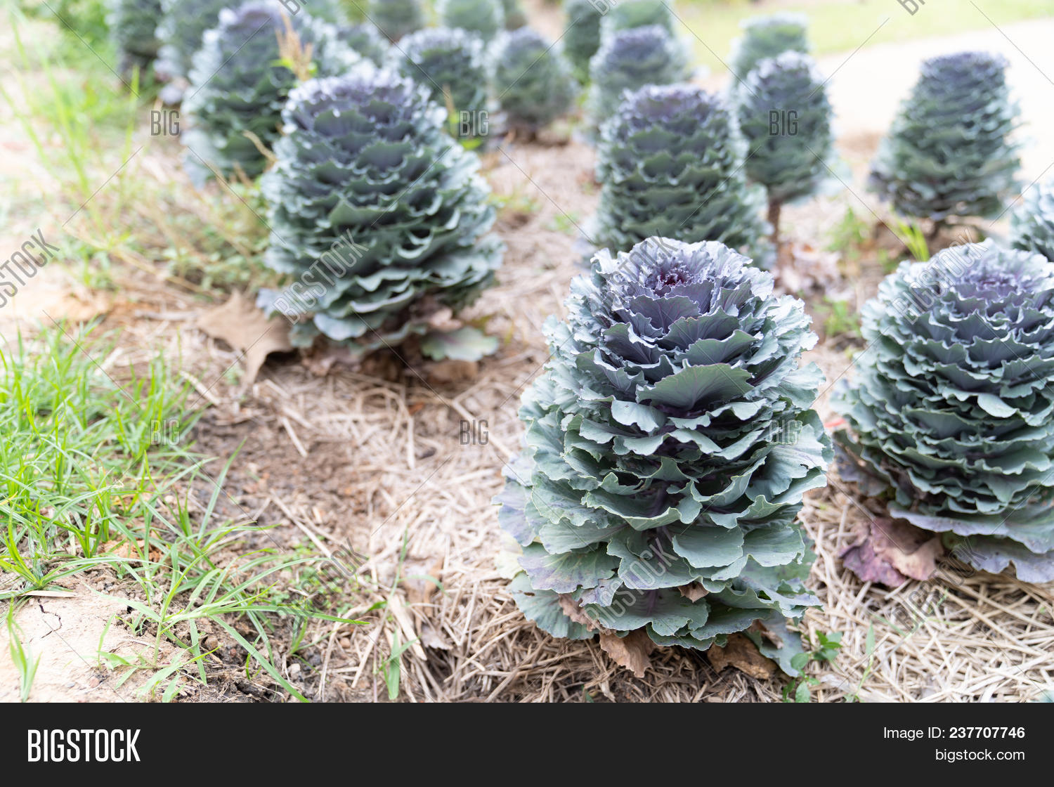 Close Beautiful Image & Photo (Free Trial) | Bigstock