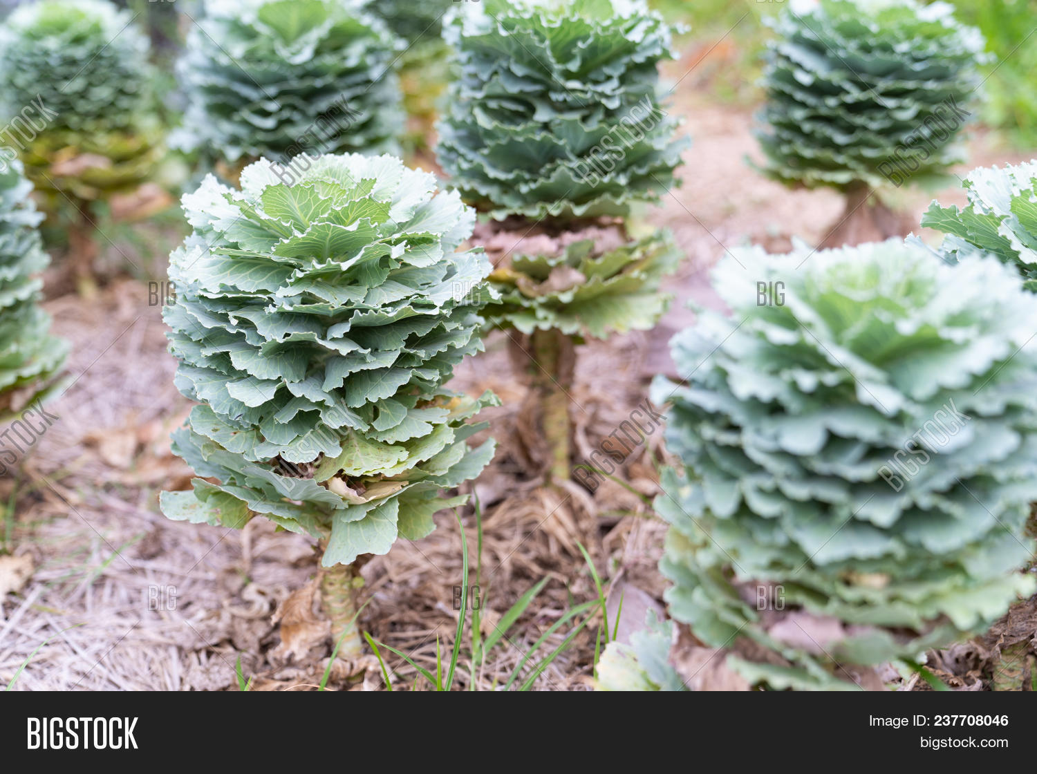 Close Beautiful Image & Photo (Free Trial) | Bigstock