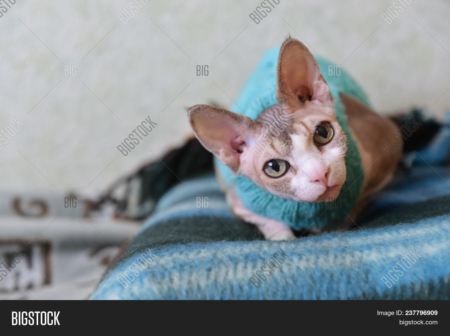 Cat Canadian Gray Image & Photo (Free Trial) | Bigstock