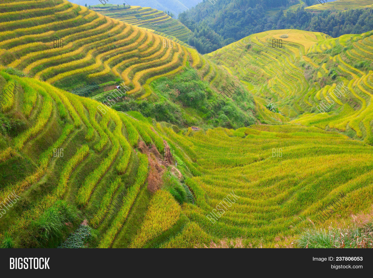 Longsheng Rice Image & Photo (Free Trial) | Bigstock