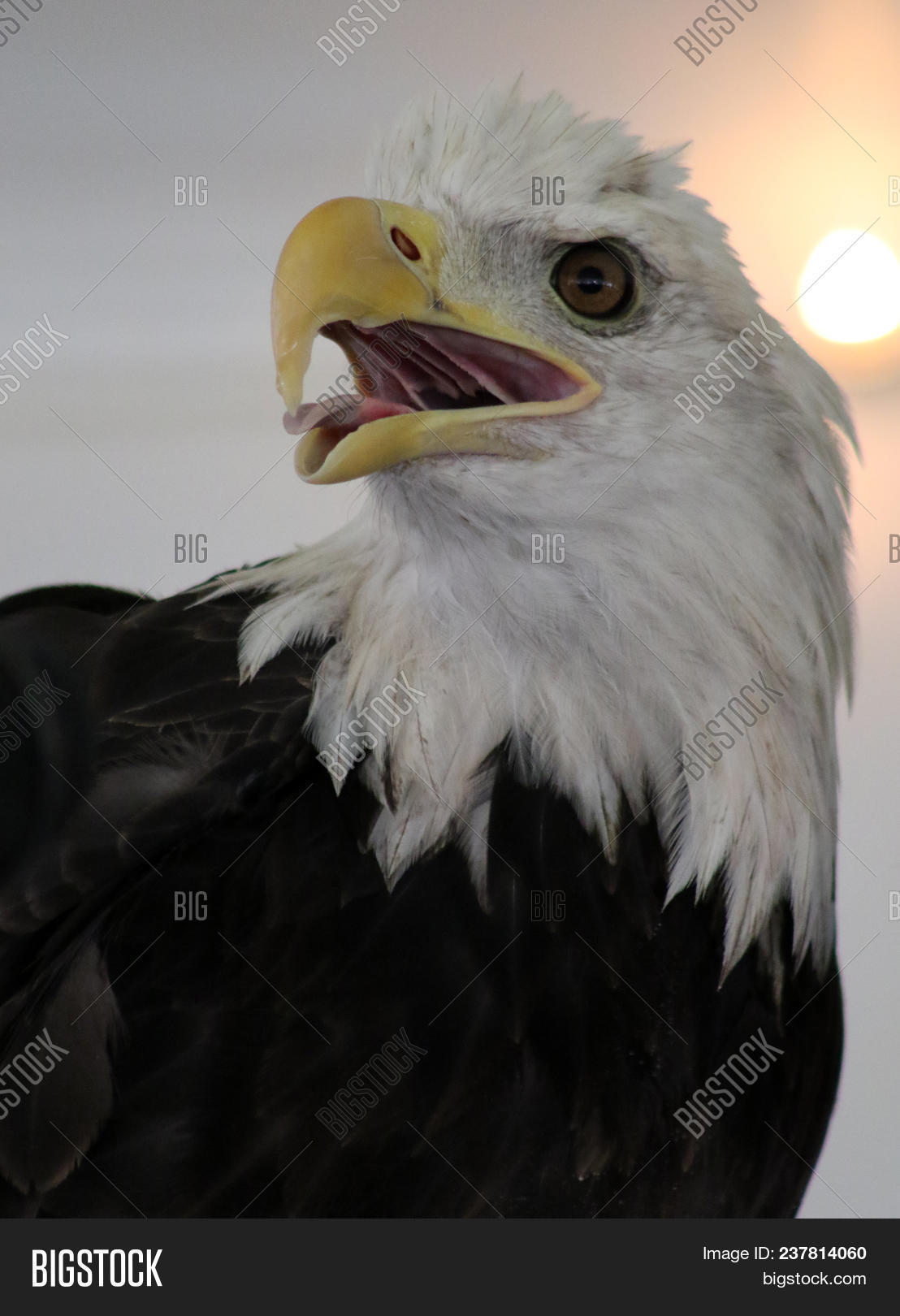 Bald Eagle Beak Image & Photo (Free Trial) | Bigstock